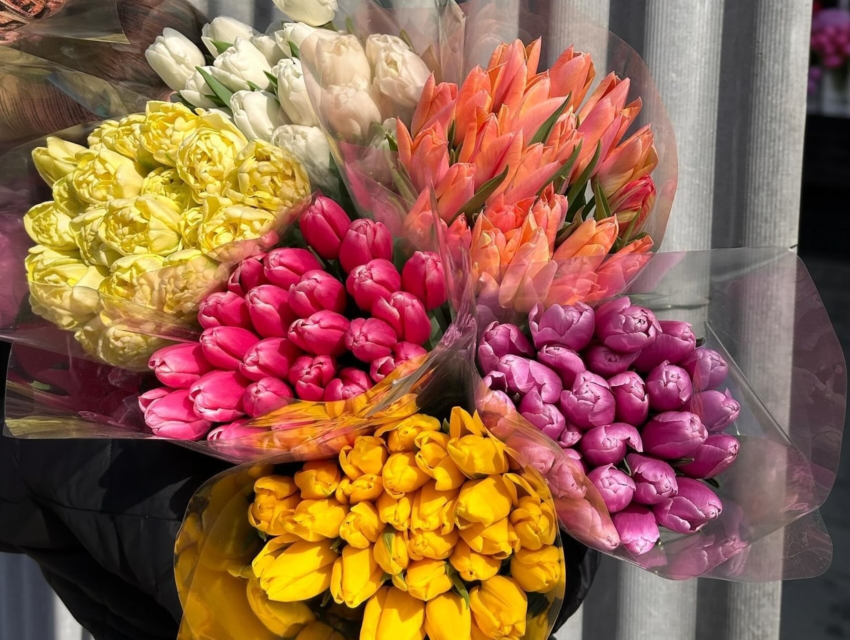 Spannende Tulpen Farben Bedeutung Bild